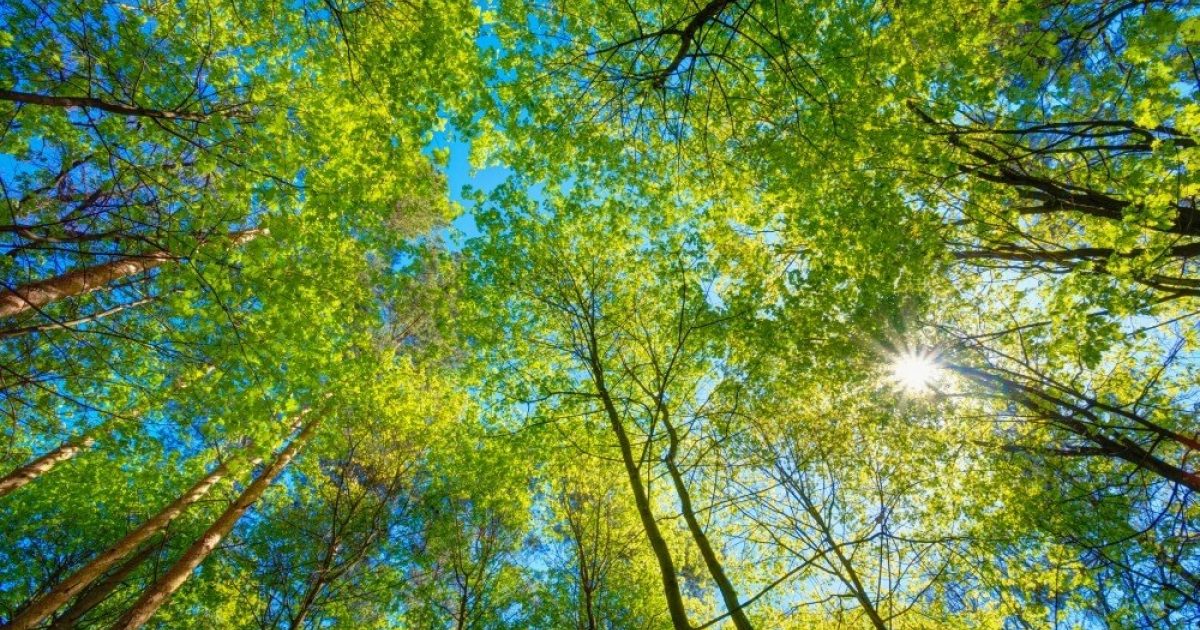 The ‘Wellbeing Tree’ – supporting a whole-school approach to wellbeing