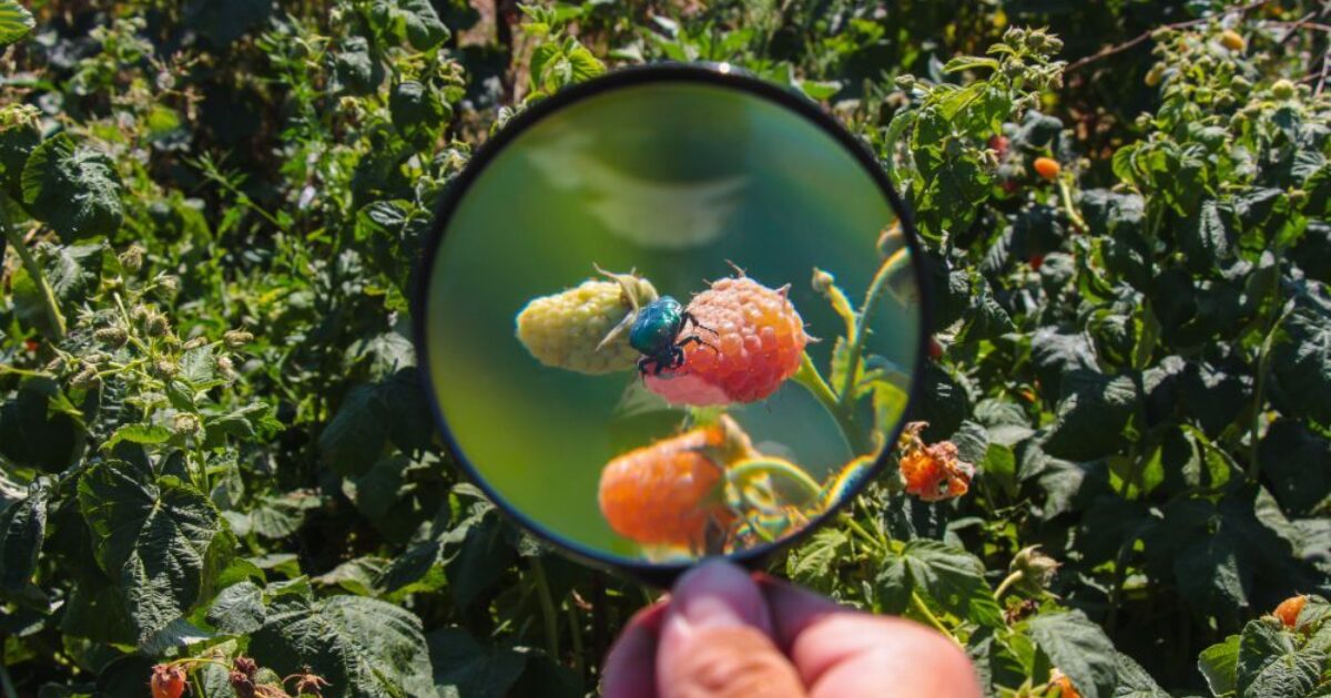 Learning through observation - Teacher Magazine